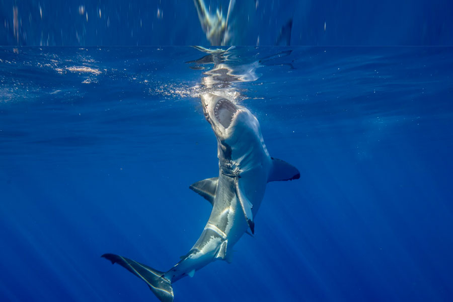 shark-hero-v1 - SharkDiver