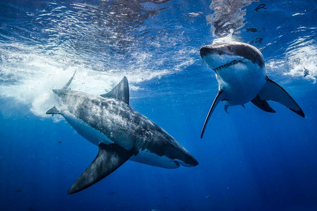 Experience your own shark week and go Shark Diving!